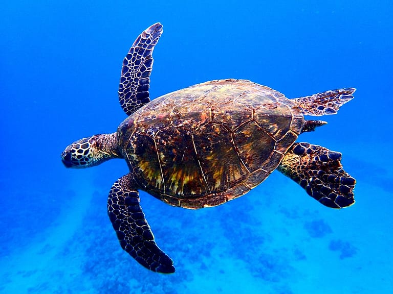 Discovering Sea Turtles in the Philippines: Top Spots in Palawan and Beyond